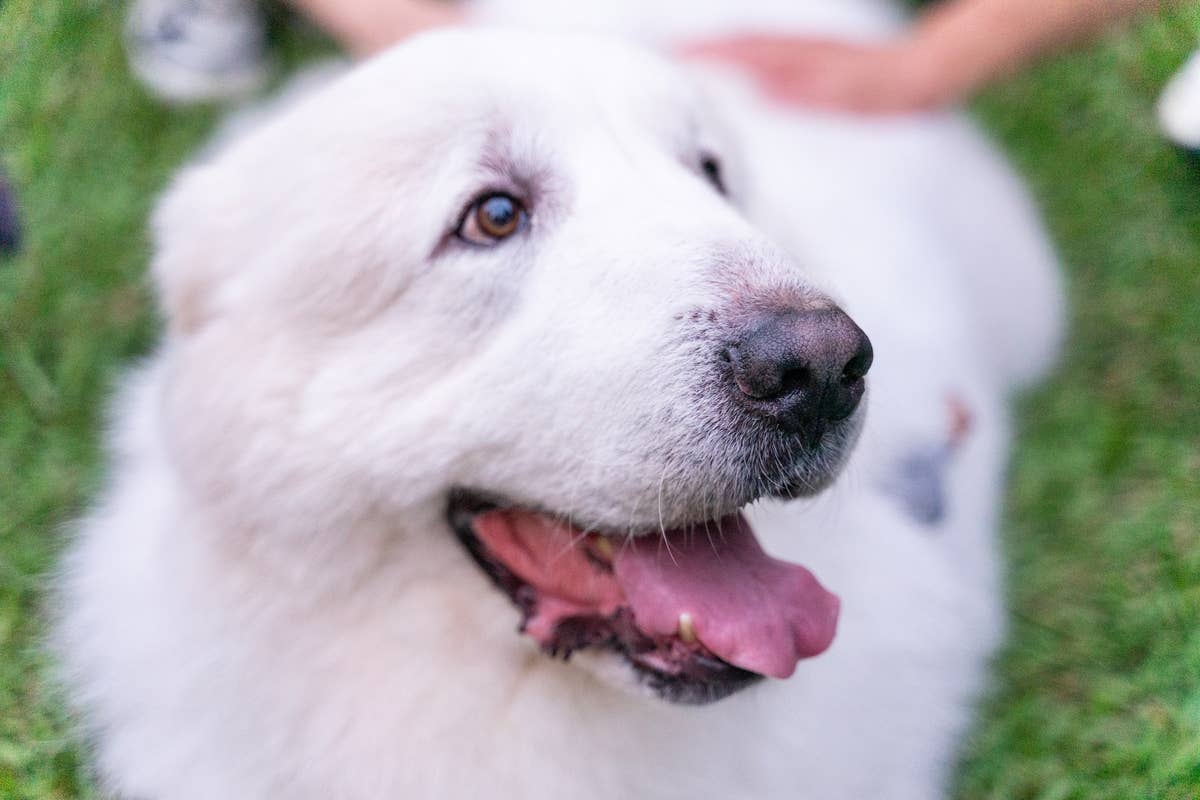 Great Pyrenees Walks Into CVS 'Like He’s the Manager' - Parade Pets