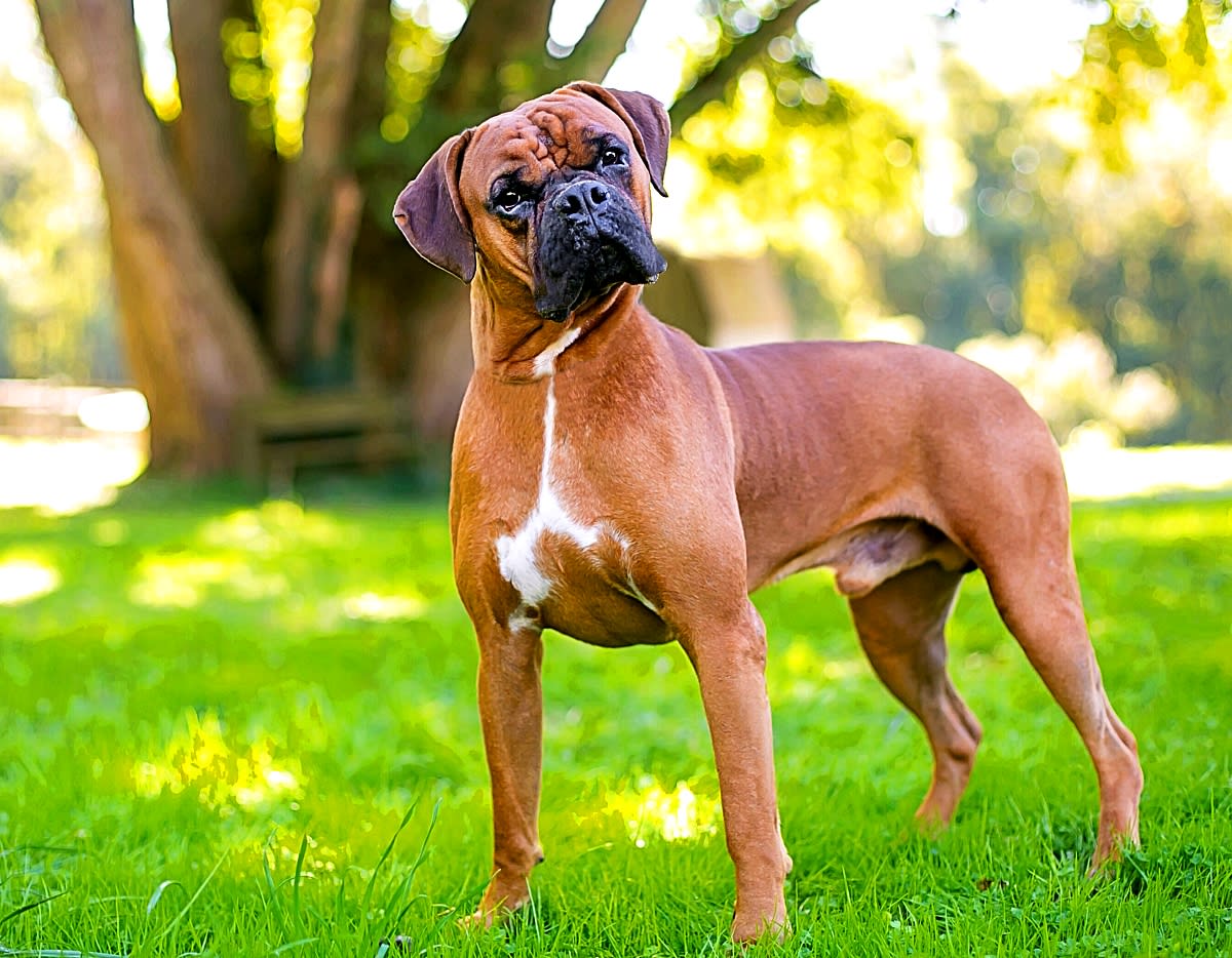 30 Low-Maintenance Dog Breeds for First-Time Pup Parents - Parade Pets