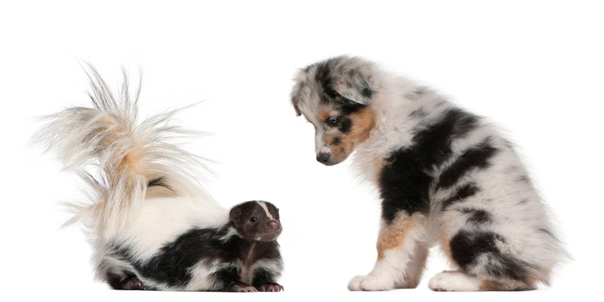 How to Get Rid of Skunk Smell On a Dog (Vet Tips and Steps) - Parade Pets