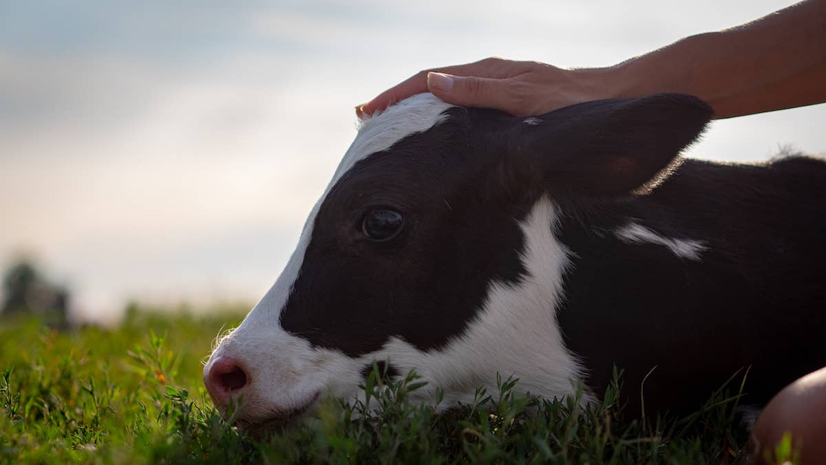 Baby Cow’s First Moo Is the Sweetest Sound You’ll Hear All Week ...