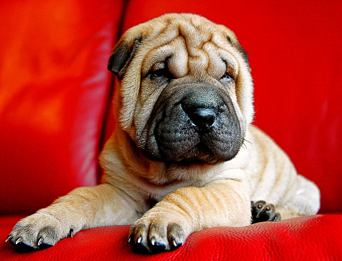 30 Low-Maintenance Dog Breeds for First-Time Pup Parents - Parade Pets