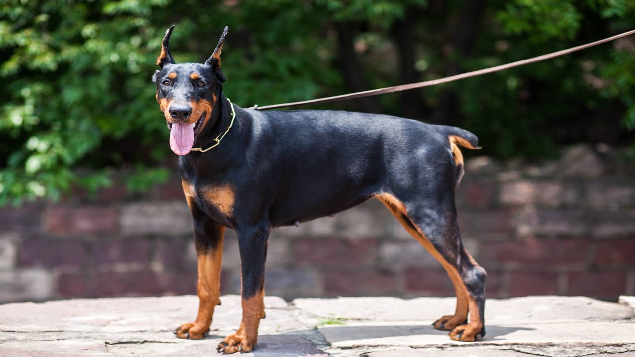 7 Dog Breeds That Can Help You Lower Your Blood, Say Experts - Parade Pets