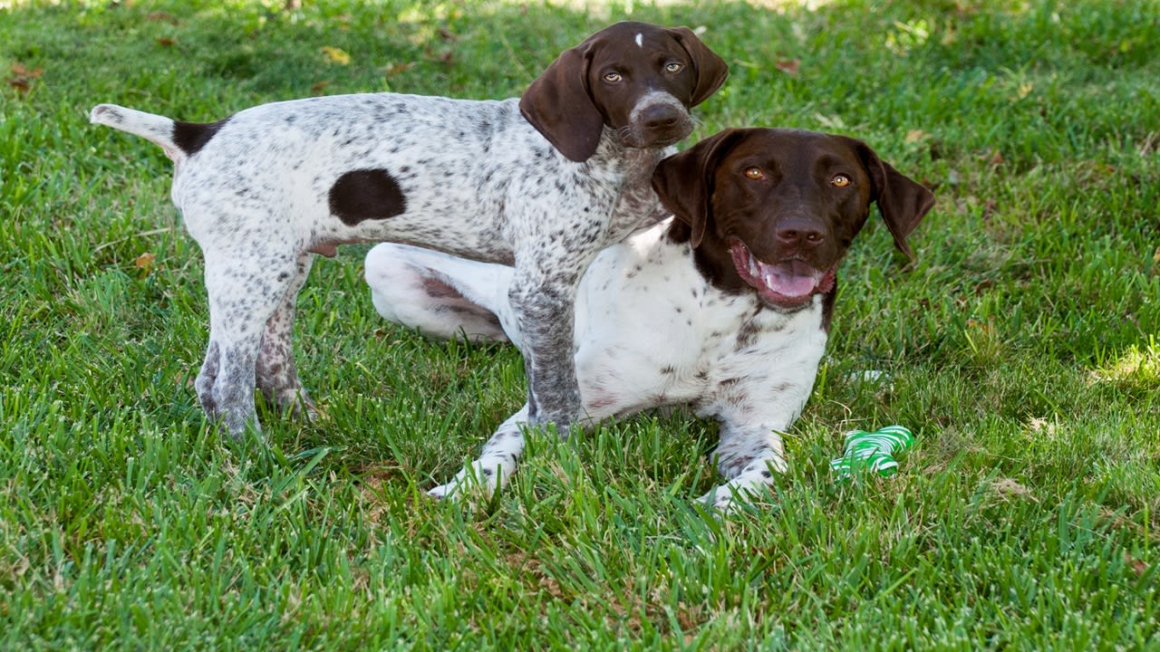 7 Dog Breeds That Can Help You Lower Your Blood, Say Experts - Parade Pets