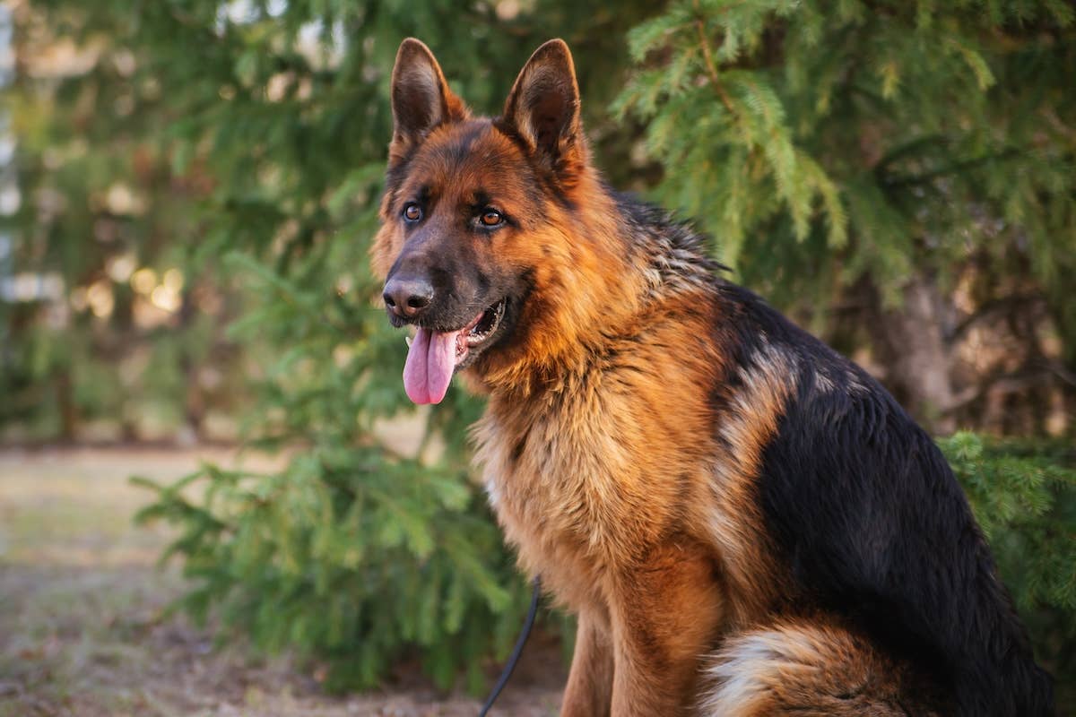 German Shepherd ‘Supervises’ Toddler Playing and the Stress Is So Real ...