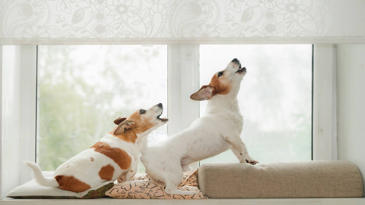 The Problem With Anti-Bark Collars and What to Do Instead - Parade Pets