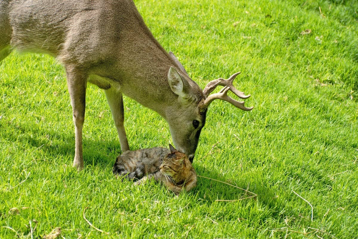 Brave Cat ‘Defends the House’ From Deer Like a True Guardian - Parade Pets