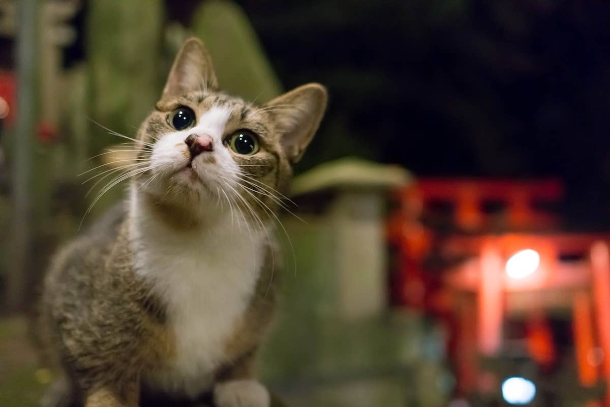 Stray Cat Finally Learning How It Feels to Be Loved Is Making Everyone ...