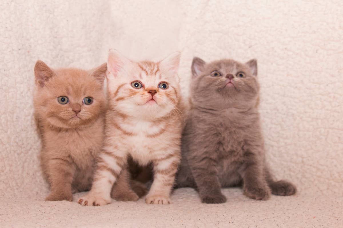 British ‘Teddy Bear’ Cat Siblings Make the Perfect ‘Oreo and Cheez-It ...