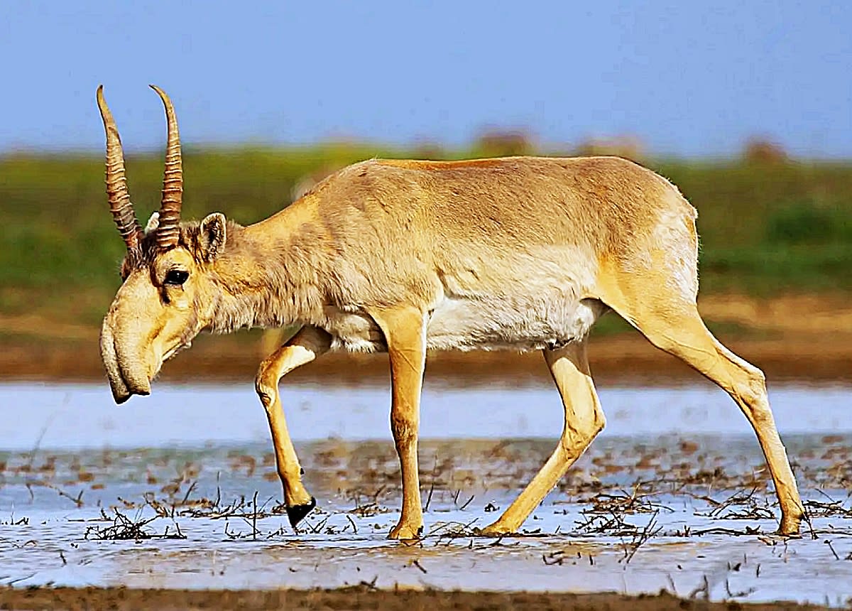 Love Strange Creatures? Meet the 50 Weirdest Animals in the World ...