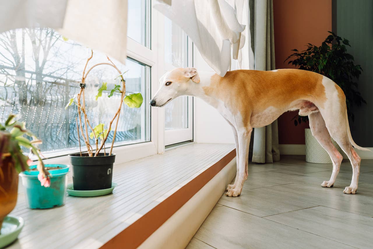 5 Cat-Like Dog Breeds With Feline Traits and Looks - Parade Pets