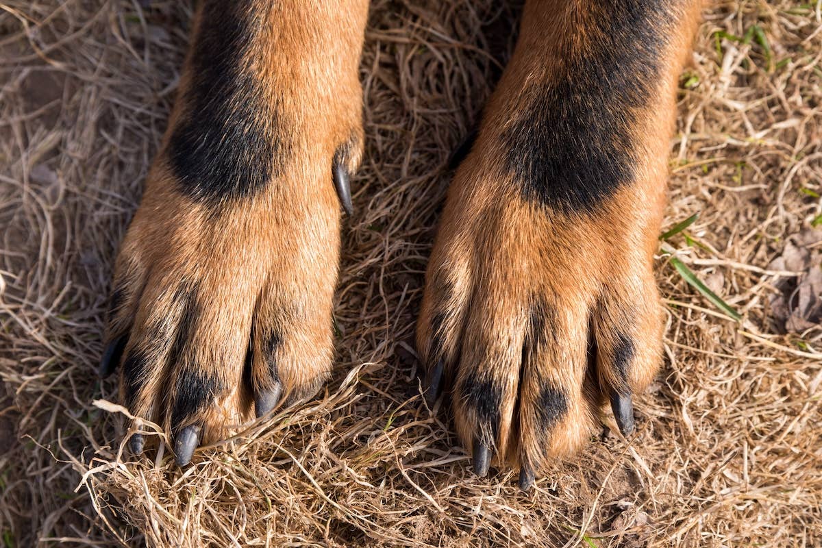 Super-Rare Puppy Stuns With His Dramatic Size—He’s Just a Giant Baby ...