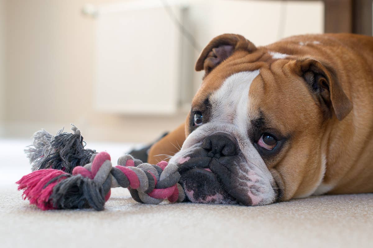 Bulldog's Pitiful Pout Over Grandma Leaving Is Such a Heart Melter ...