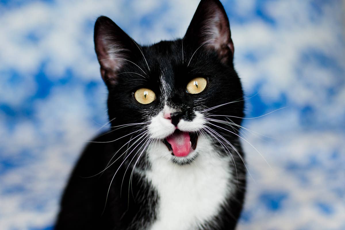 Tuxedo Cat Dances With Invisible 'Force Field' Around Her Like Dr ...