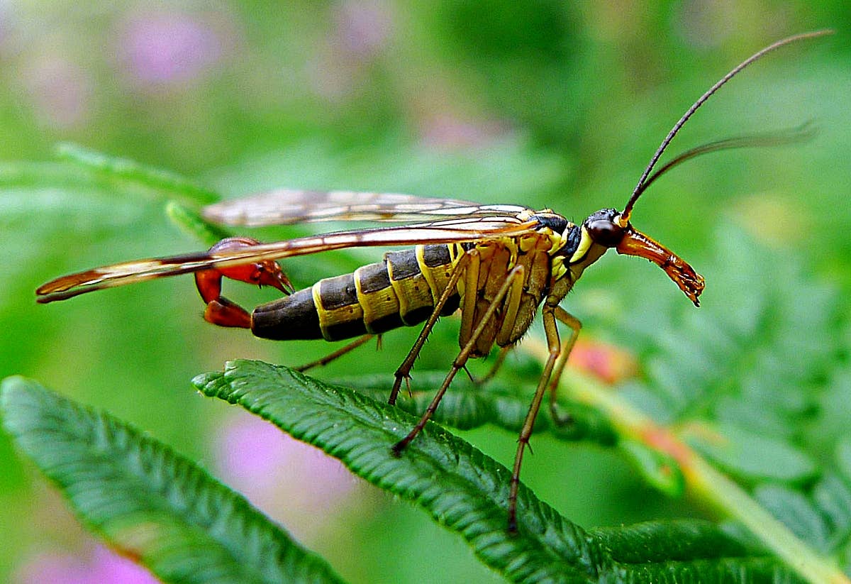 Love Strange Creatures? Meet the 50 Weirdest Animals in the World ...