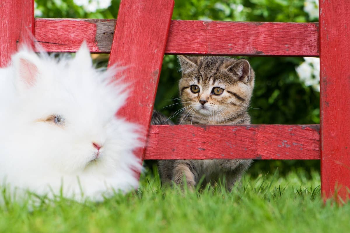 Cat and Bunny Have Most Precious Morning Zoomies Out of Joy for New ...