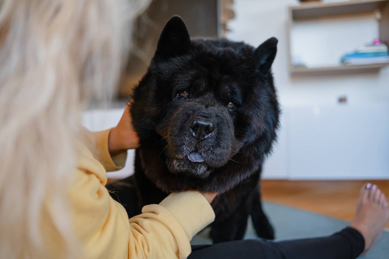 5 Independent Dog Breeds That Still Want Your Love, Vets Say - Parade Pets