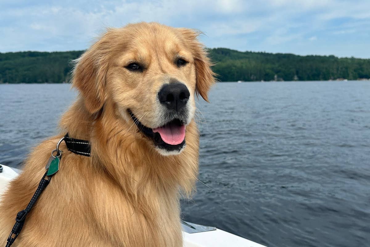 Golden Retriever Taking in the View on a Boat Ride Is Full of Joy ...