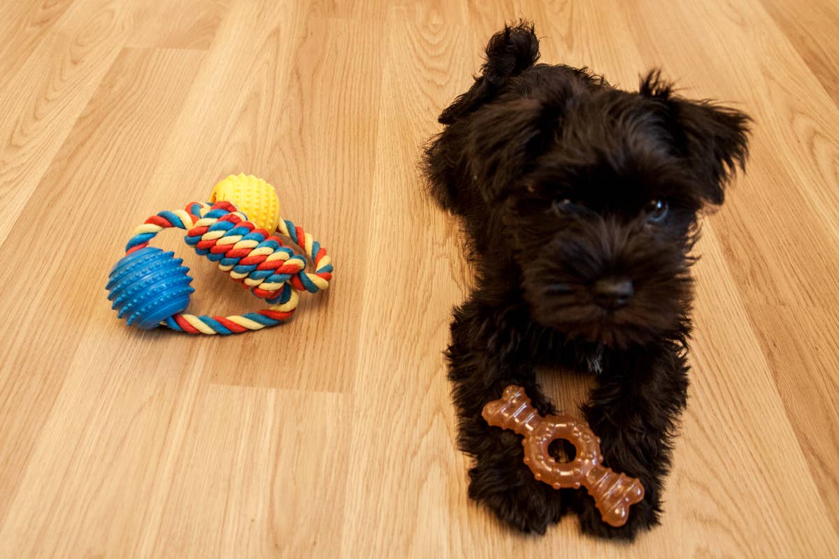 Miniature Schnauzer Patiently 'Asking' Mom To Play Fetch Tugs at the ...