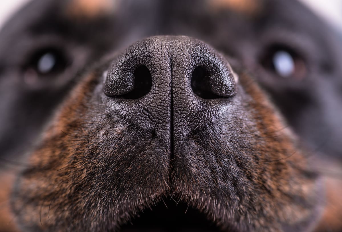 Rottweiler Flies off the Couch When He Sees a Bird on TV and Rattles ...