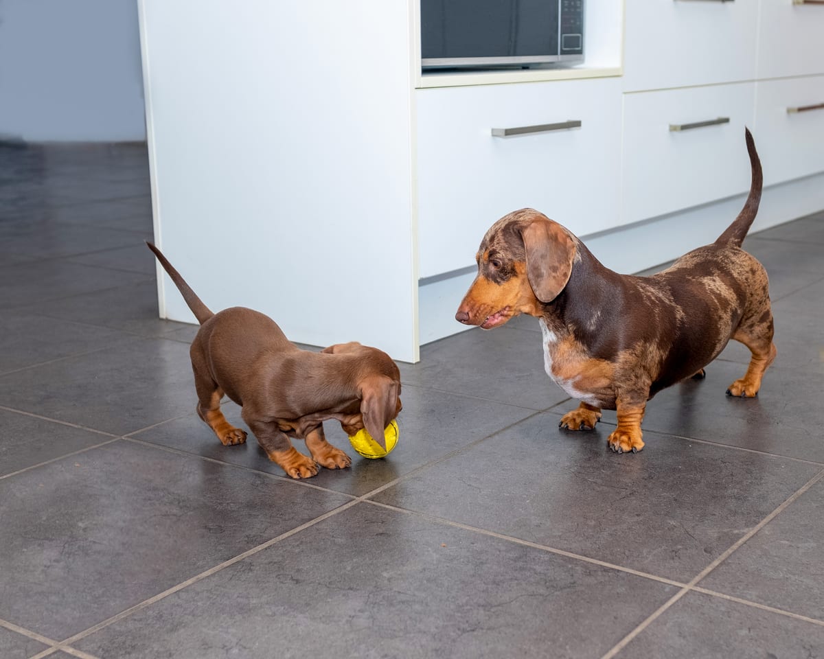 Dachshund’s Face Says It All As Puppy Brother Drives Him Nuts - Parade Pets