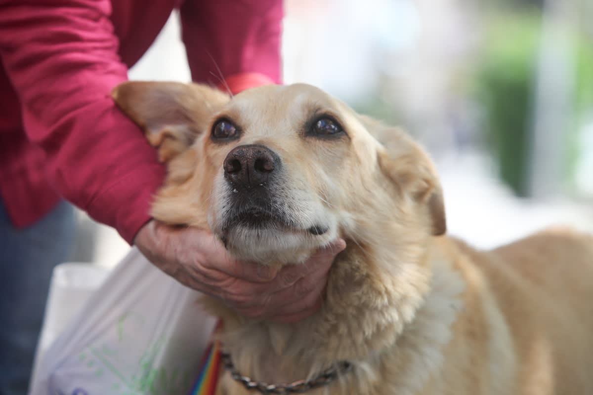 Senior Golden Retriever's Special Bond With 96-Year-Old Best Friend ...