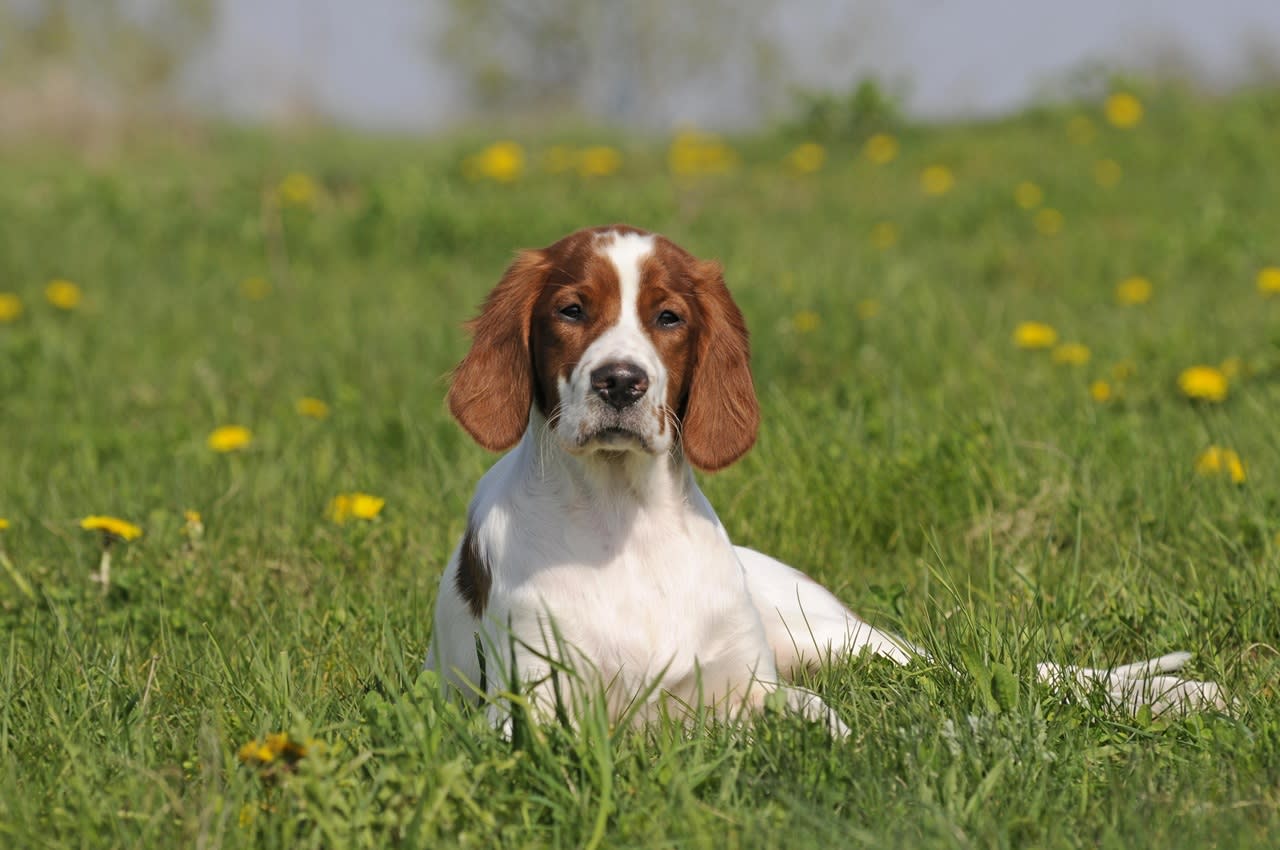 Setter Dog Breeds: Personalities, Health & Care (Vet-Approved) - Parade ...