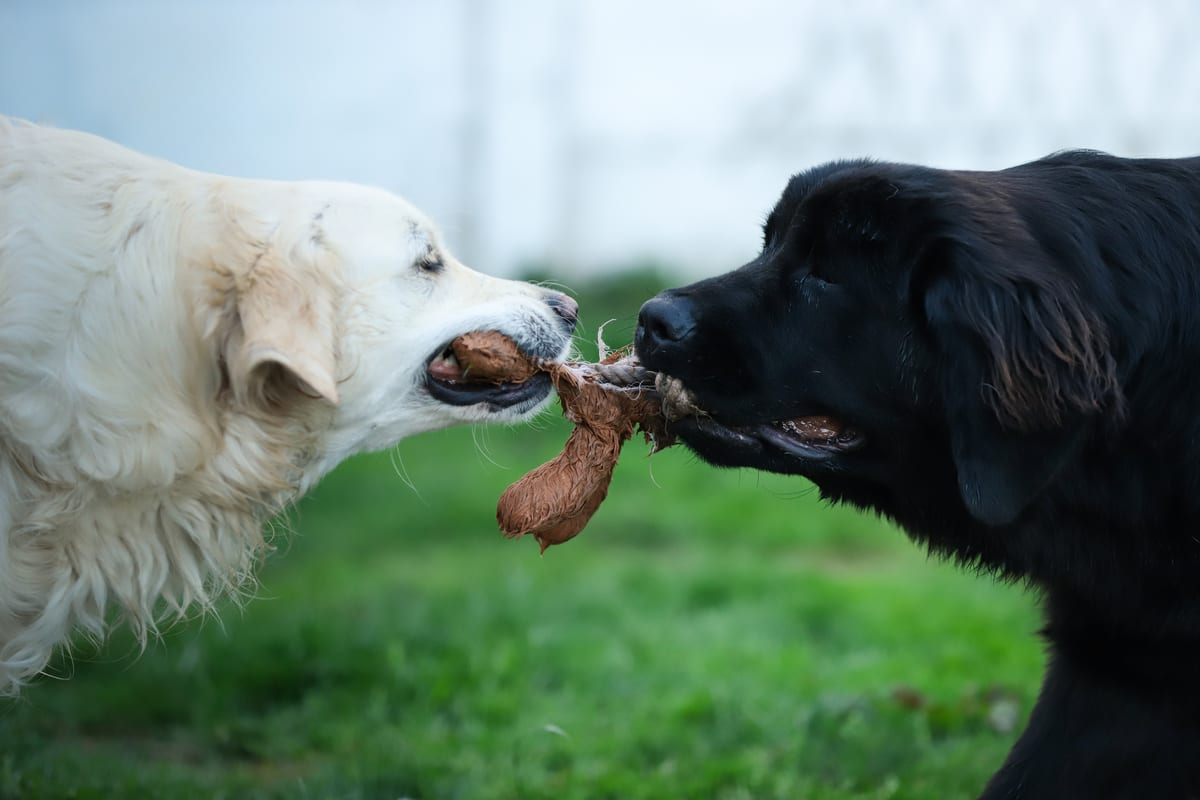 Newfie’s Headlock Hug for Golden Retriever Is a True Velcro Moment ...