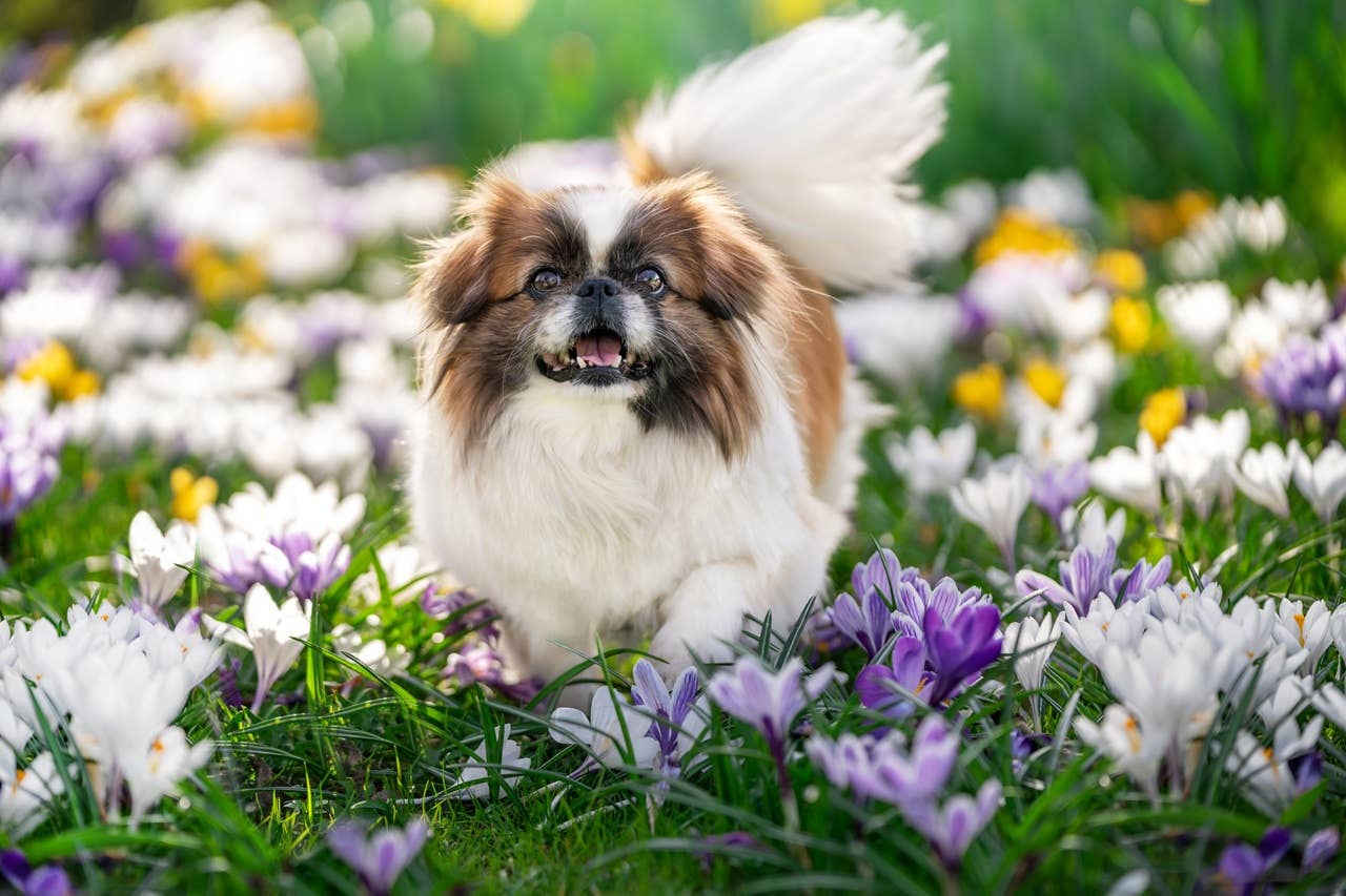 7 Brachycephalic Dogs: Personality Traits, Care Tips & More - Parade Pets