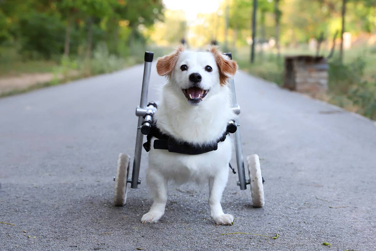 2 Dogs in Wheelchairs Have Their First Play Date and It Couldn't Be ...