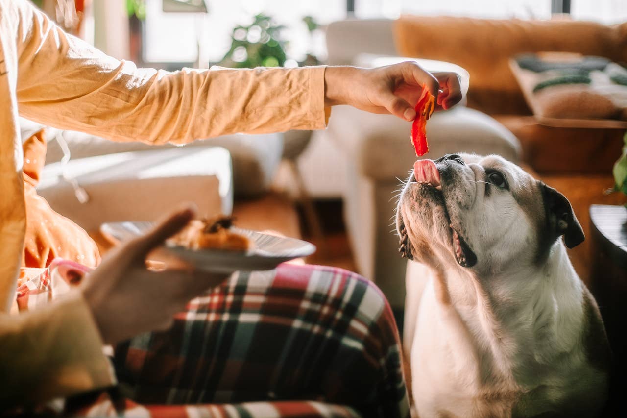 Babying Your Dog: Problem Behaviors and Tips to Fix Them - Parade Pets