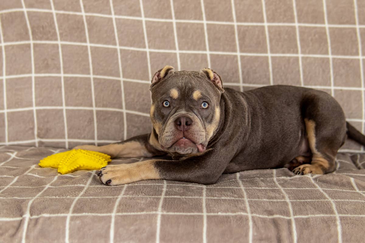 Precious Rescue Bully 'Sings With Joy' Out of Happiness for New Toys ...