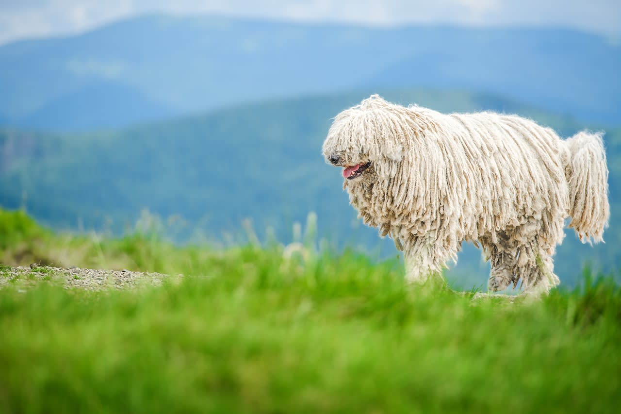 6 Dogs That Look Like a Mop, According to Experts - Parade Pets