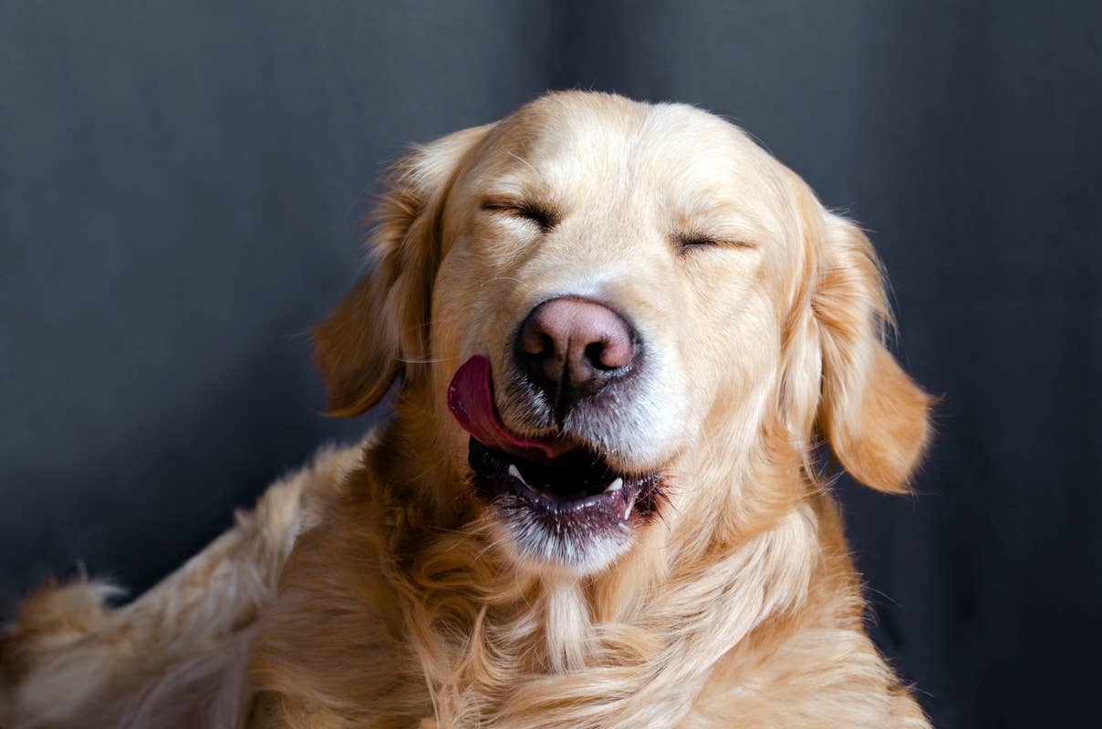 Golden Retriever Is In Heaven After Epic Peanut Butter Prank - Parade Pets