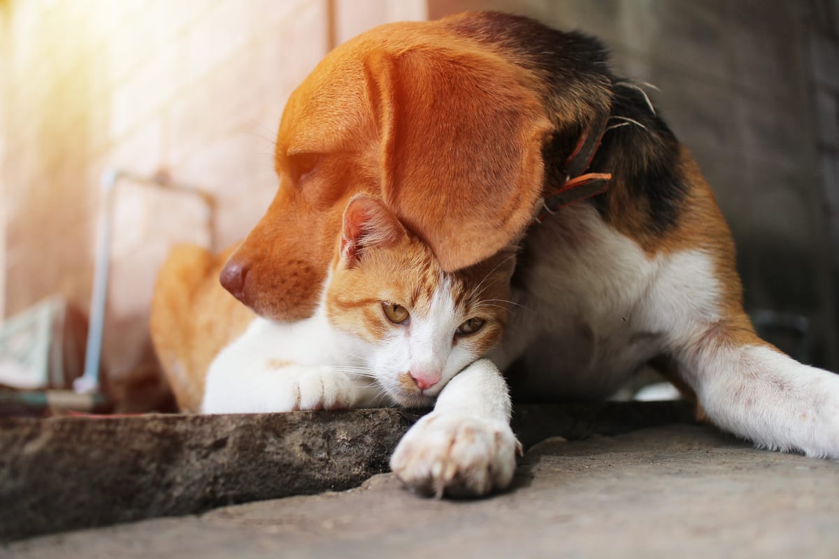 Beagle Hugging Cat on Way Home From Dog Park Is Too Cute To Resist ...