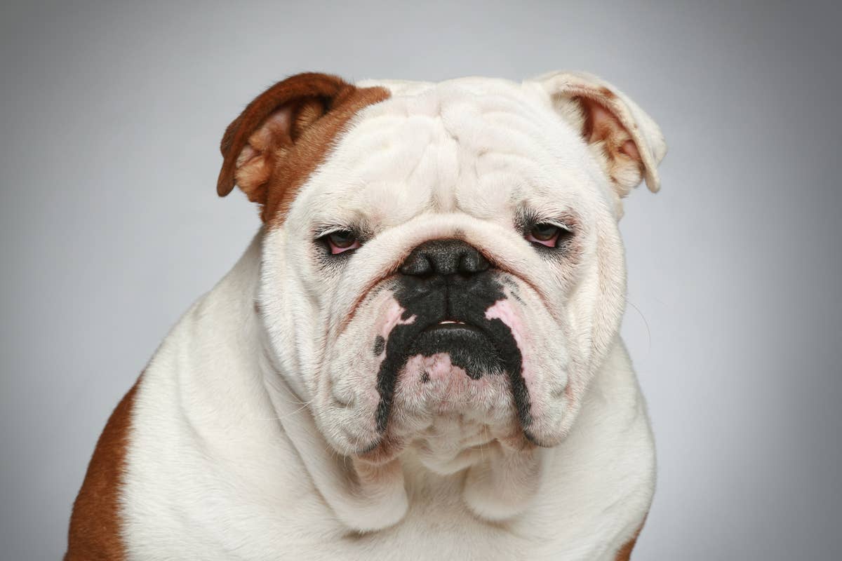 English Bulldog Waits up To 'Have Talk With Mom' for Being Out Too Late ...