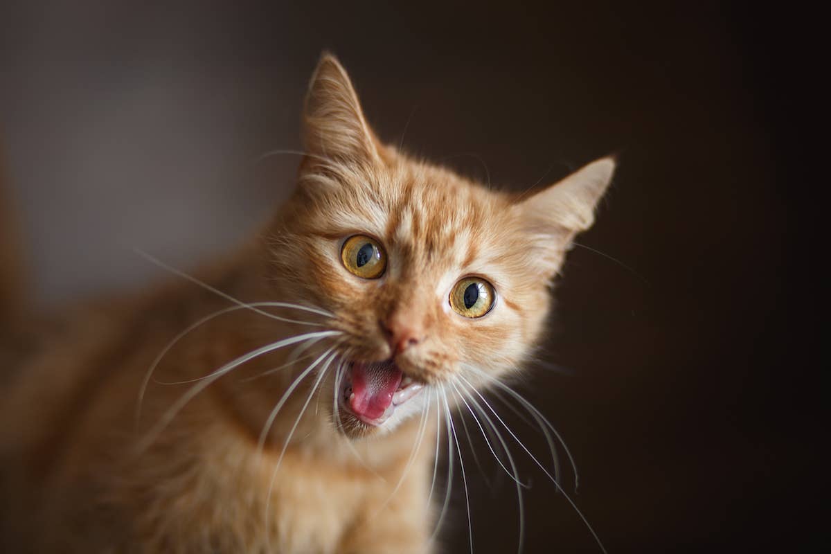 Orange Cat Opens the Air Fryer by Himself Like He's About To Make ...