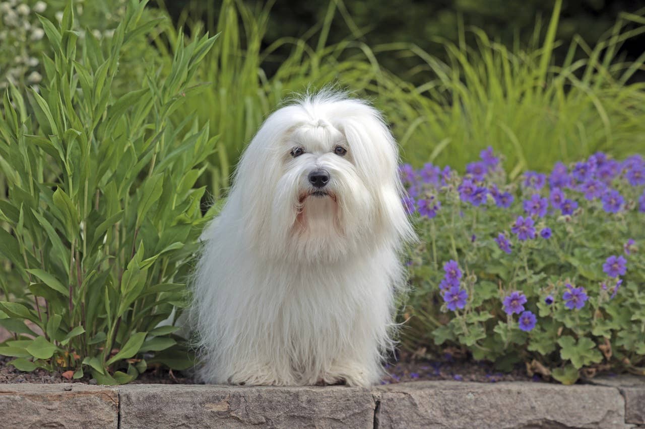 7 Double-Coated Dogs That'll Stay by Your Side, Say Experts - Parade Pets