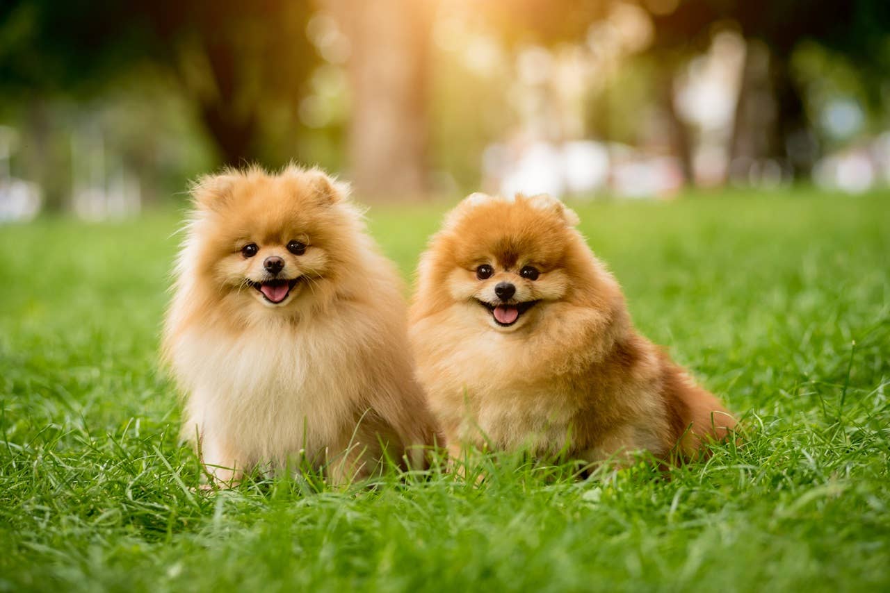 7 Double-Coated Dogs That'll Stay by Your Side, Say Experts - Parade Pets