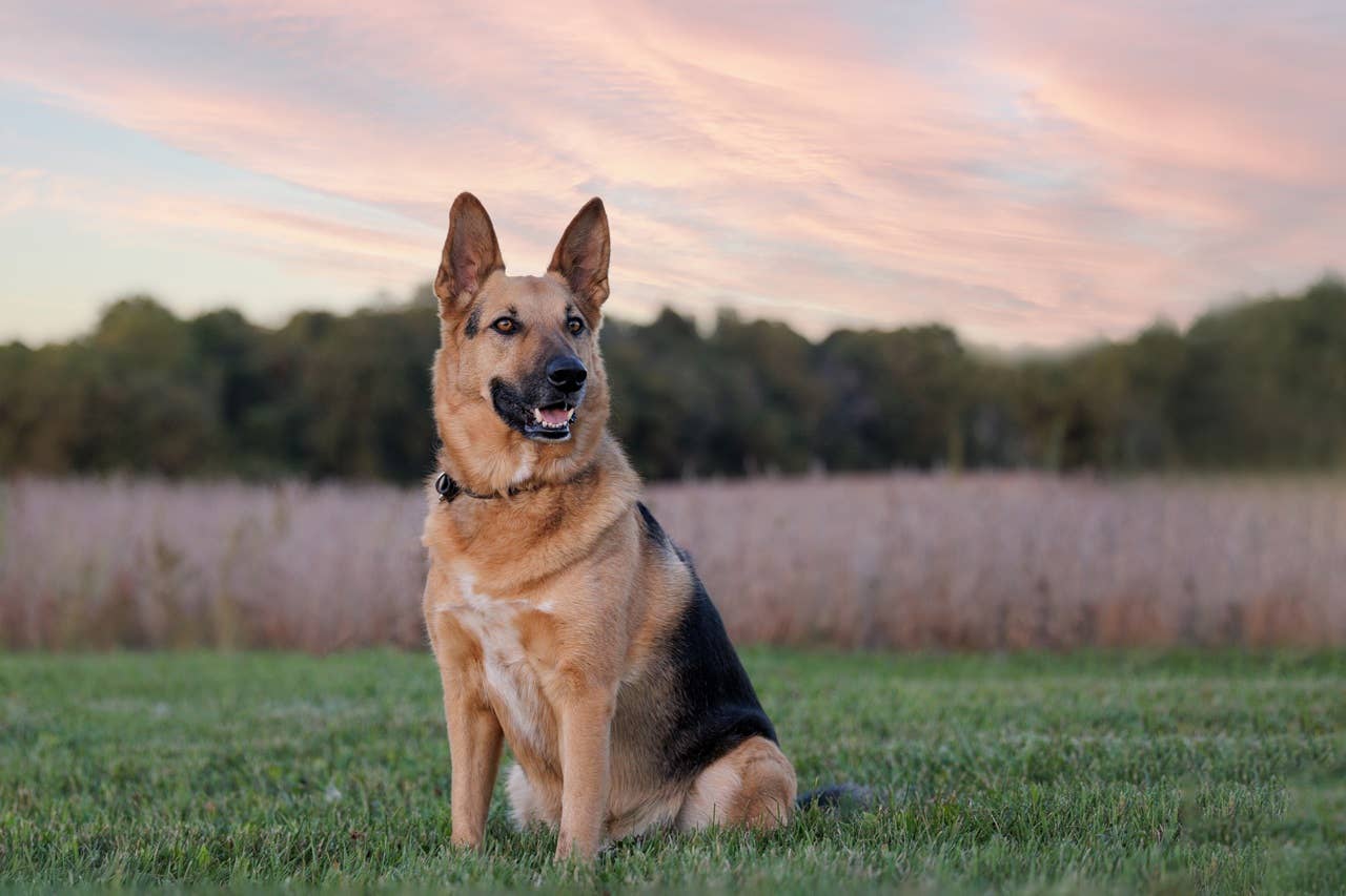 7 German Dog Breeds, According to Experts - Parade Pets