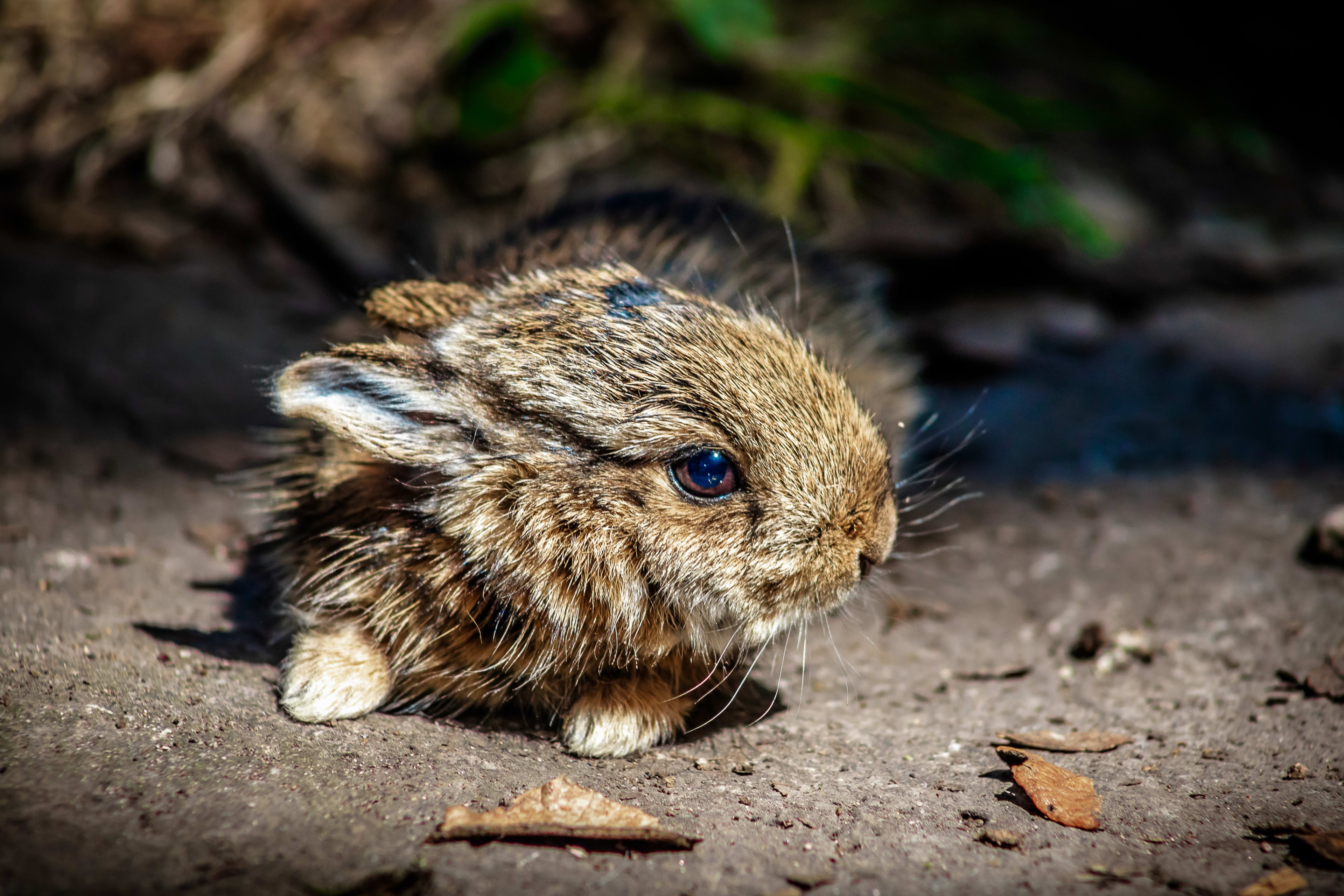 Doberman Decides Wild Bunnies are Her Responsibility - Parade Pets