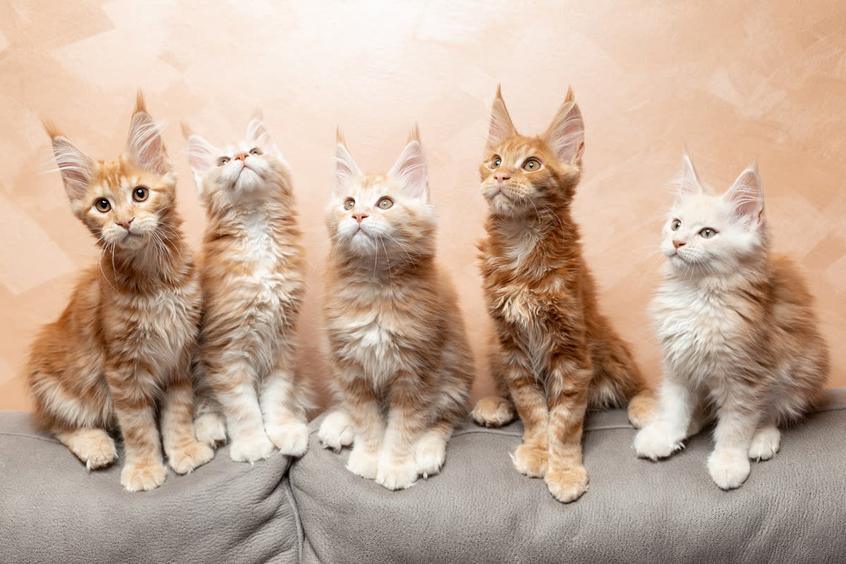 Carrot-Colored Maine Coon Kittens Gradually 'Running Out of Ink' Is ...