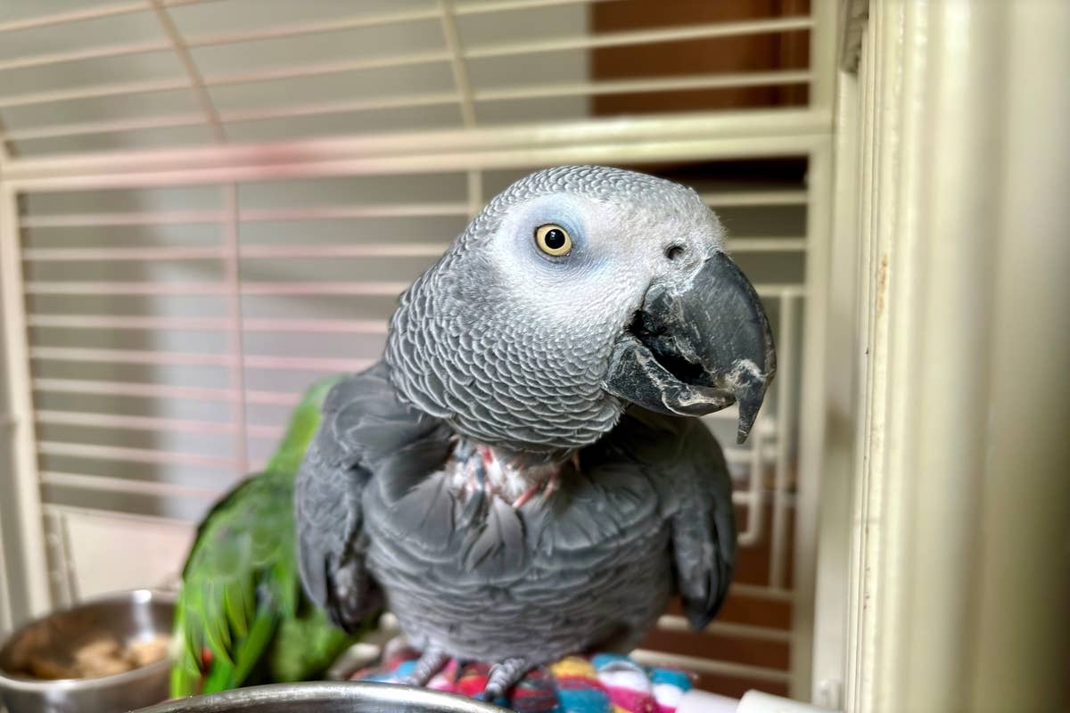 Nervous African Grey Parrot Takes First Flight Thanks to Mom's Hype ...