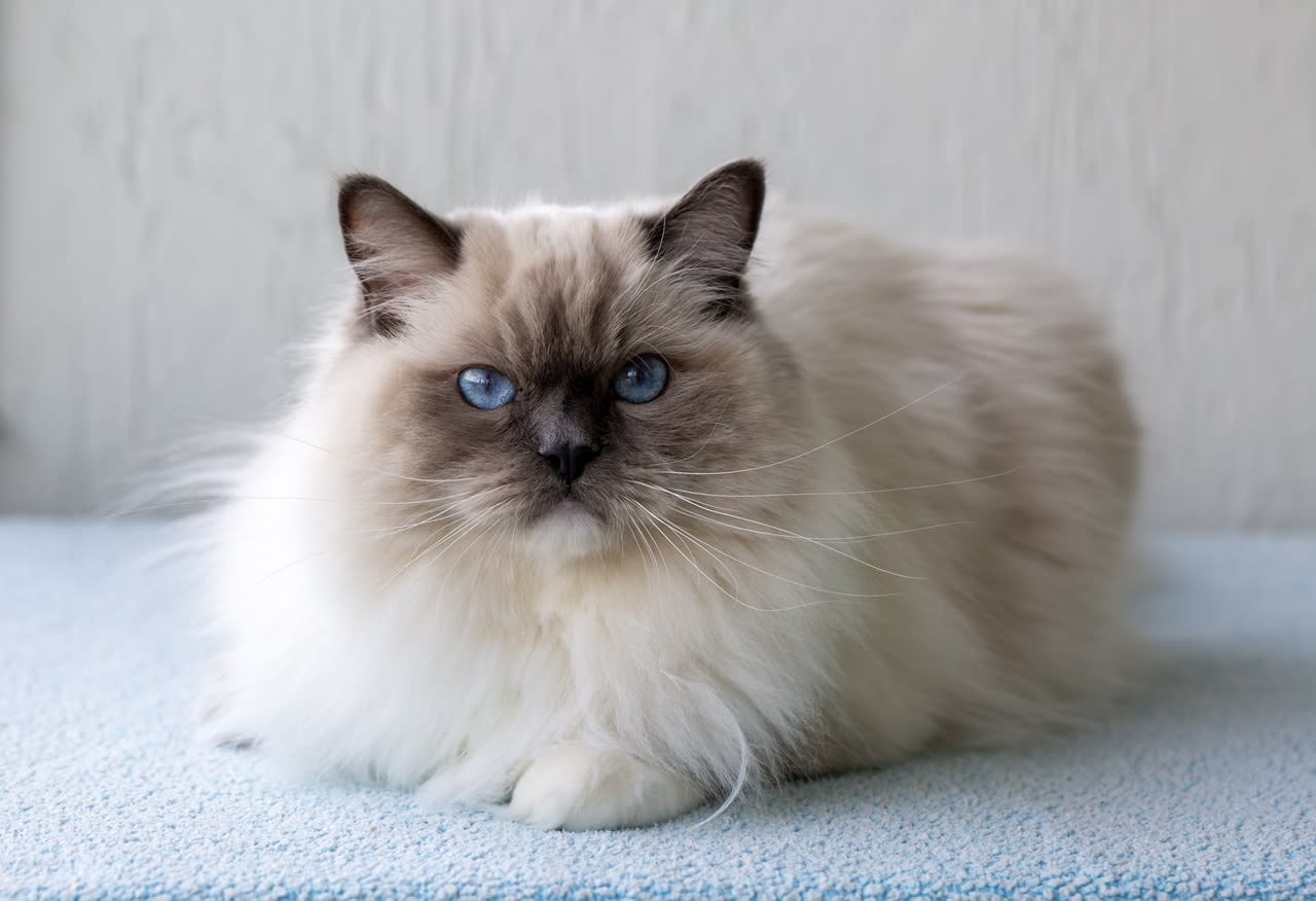 7 Most Affectionate Cat Breeds, According to a Vet - Parade Pets