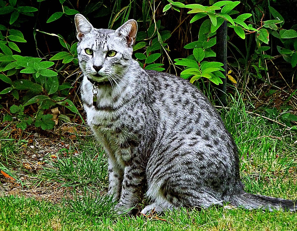25 Cutest Cat Breeds - Parade Pets