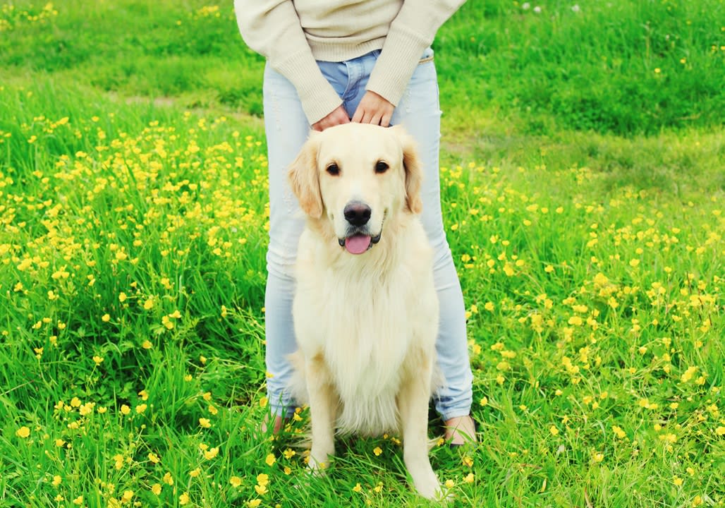 Can Dogs Get Dementia? Vets Reveal the Signs and What to Do - Parade Pets