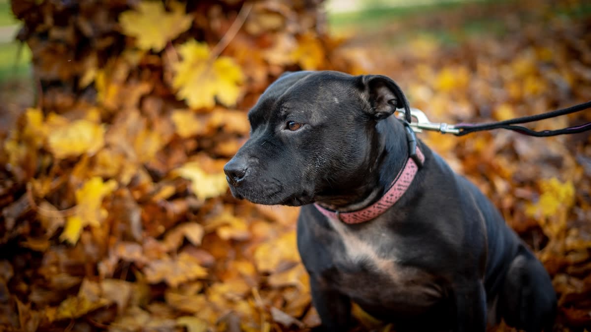 Good Boy Staffie Leads Officer to His Leash During House Fire Rescue ...