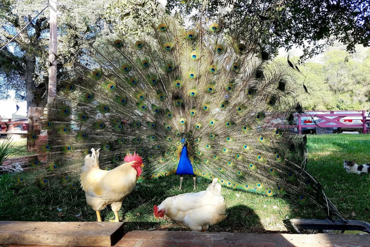 Tiny Chicken Raising Peacock Chick As Her Own Captures the Internet's Hearts - Parade Pets