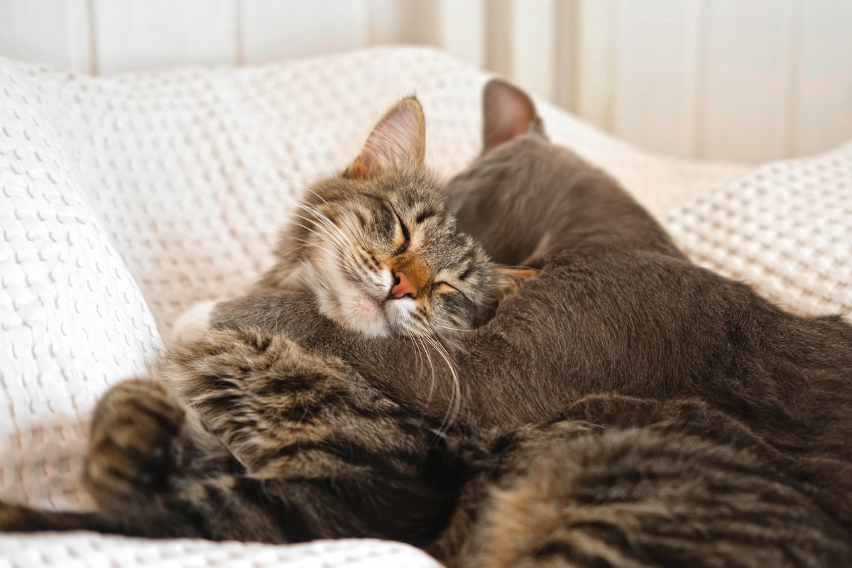 Cats' Blatant Disregard for Personal Space Is Cracking People Up ...