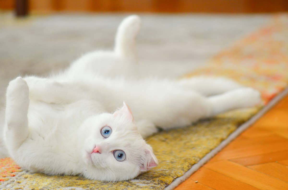 White Cat Taught Himself To Roll Over and Now Refuses To Stop Rolling ...