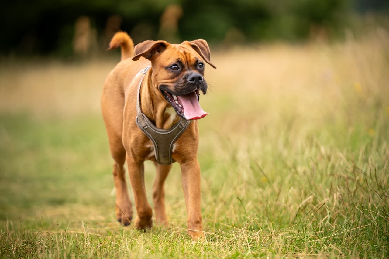 7 Cute Dogs With 'Grandpa Energy' & Hearts of Gold, Say Vets - Parade Pets